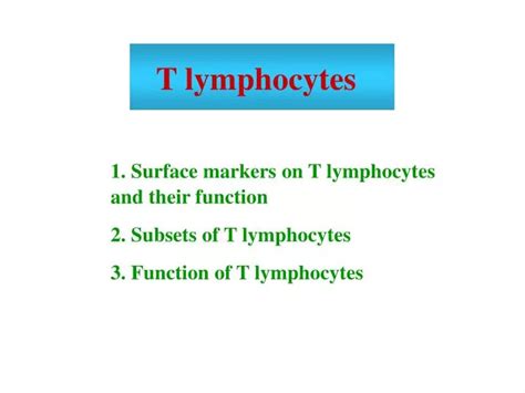 Ppt 1 Surface Markers On T Lymphocytes And Their Function 2 Subsets Of T Lymphocytes 3