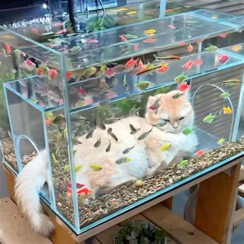 Diy Cat Tank Aquarium