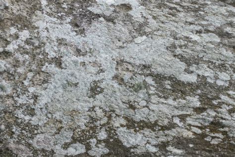 Realistic Tree Bark Background Texture Seamless Texture From Tree 25913128 Stock Photo At Vecteezy