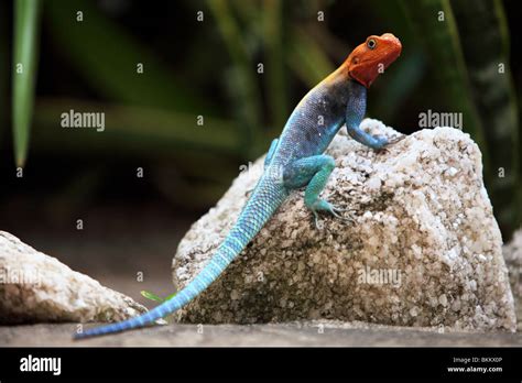 Red Headed Rock Agama Agama Lizard Agamidae A Native Lizard To