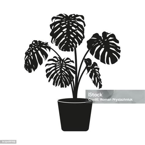 화분에 몬스터 몬스터 이국적인 열대 식물 덤불 냄비에 벡터 검은색에 대한 스톡 벡터 아트 및 기타 이미지 검은색 관목 광합성 Istock