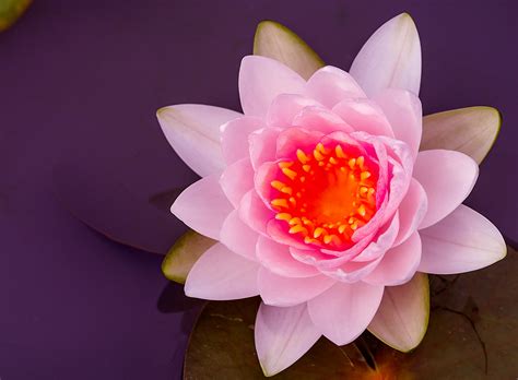 Decoupling With Lotus SitePoint