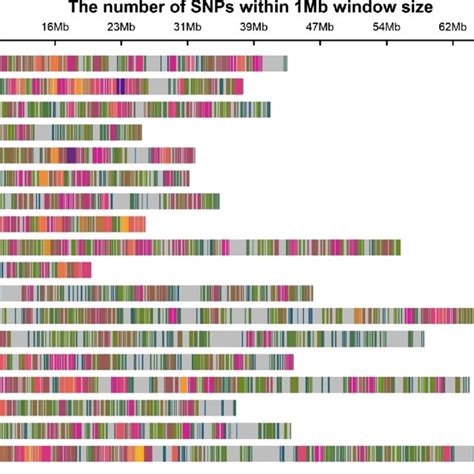 Snp Density Plot Chromosome Wise Representing Number Of Snps Within 1 Download Scientific