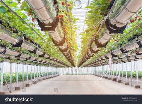 Is Hydroponic Farming Healthy