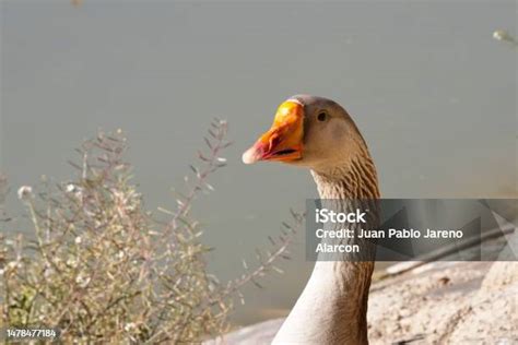 무르시아 중심부를 통과하는 세구라 강 둑에 있는 아름다운 거위 가을에 대한 스톡 사진 및 기타 이미지 가을 갈색 강 바닥 Istock