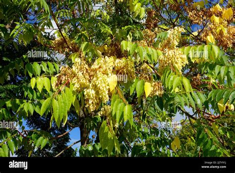Tree Of Heaven And Stink Tree Hi Res Stock Photography And Images Alamy