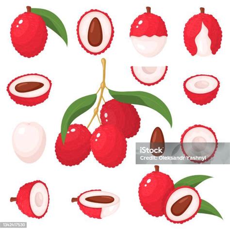 흰색 배경에 고립 된 슬라이스 열매 과일을 잘라 신선한 전체 절반 세트 건강한 라이프 스타일을위한 여름 과일 유기농 과일 만화