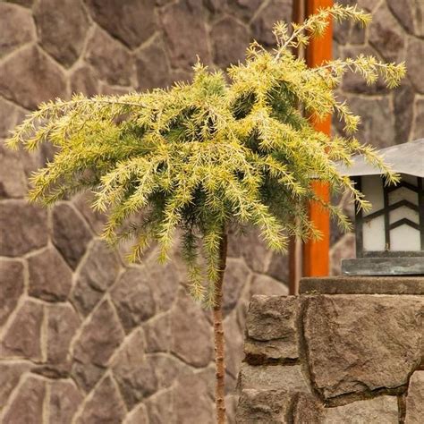 9 Best Patio Trees For Pots And Containers