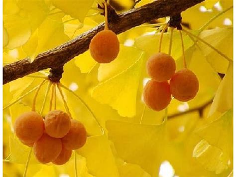 Ginkgo Ginkgo Biloba Perma Farms