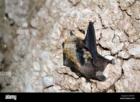 Western Small Footed Bat Myotis Ciliolabrum Bat Clinging To Badlands