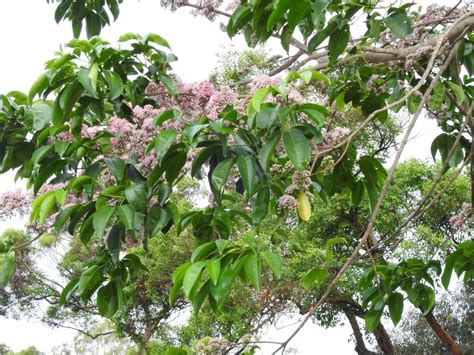 Melicope Elleryana”pink Euodia” Paten Park Native Nursery