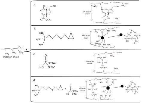 Chemical Structure Of Cs Crosslinked With A Gp B Gptms C Dsp Download Scientific