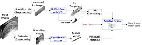 Adaptive Iris Recognition Framework For Egocentric Images Acquired