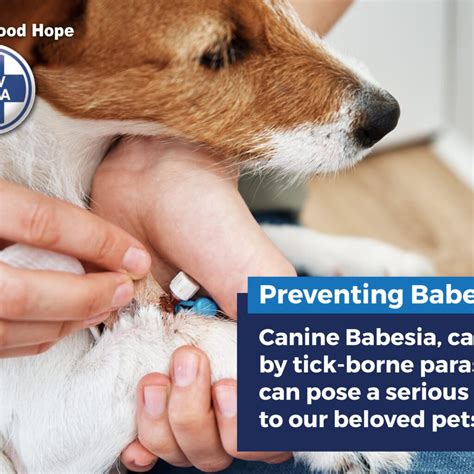 Understanding Canine Babesia Causes Symptoms And Treatment • Cape Of
