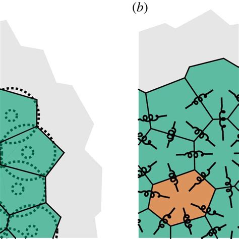 Schematic Explanation Of The Numerical Model An Unstructured Voronoi Download Scientific