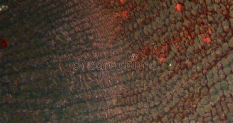 Radish Root In Cross Section Stock Video Video Of Tissue Textur 345269823