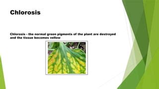 Plant Pathology Symptoms Of Diseasespptx