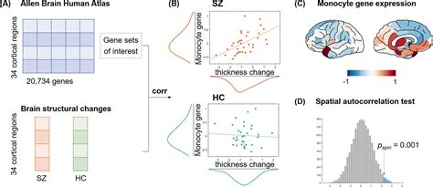 人脑成像转录组学（imaging Transcriptomics）学习 — Neuroimaging Notes Of Lxg V1 0 文档