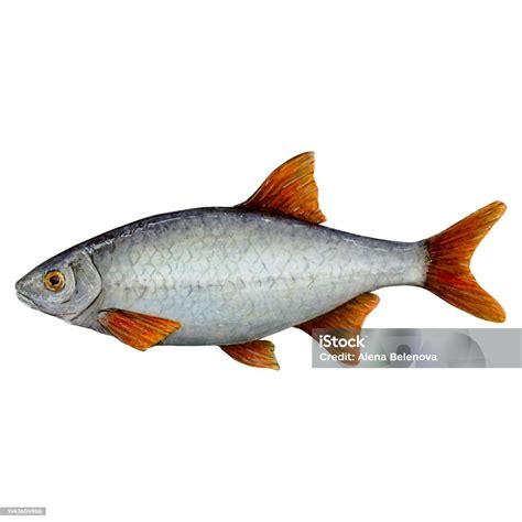 바퀴벌레라고 불리는 강 물고기는 거의 모든 수역에 산다 붉은 지느러미와 꼬리가있는 은색이있다 강에 대한 스톡 벡터 아트 및 기타