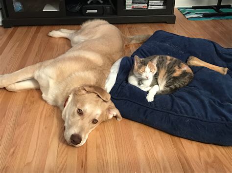 What To Consider When Building A DIY Home Security System IMore