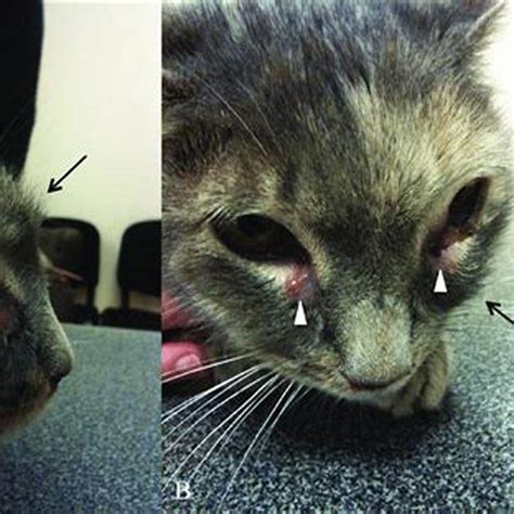 Cortisone In Cats At Ebony Heritage Blog