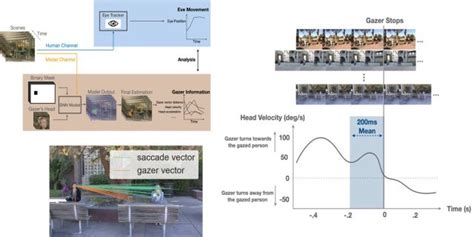 New Elife Paper By Nicole Han Uncovers Inferential Eye Movements During Gaze Following Vision