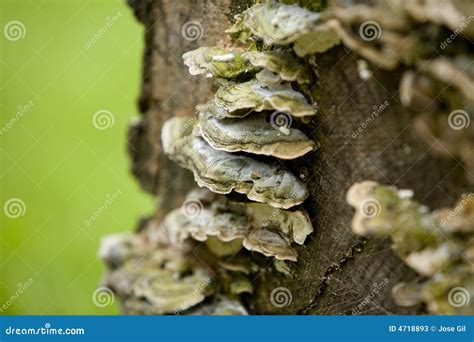 Fungus On Tree Stump 3 Stock Image Image Of Stump Decaying 4718893