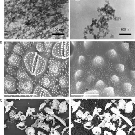 The Polymerization Of Monomeric Silicic Acid To Form Larger Silica Download Scientific Diagram