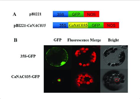 Subcellular Localization Of Canac035 Protein In Pepper Protoplast Download Scientific