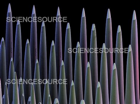 Concave Electrode Array Sem Stock Image Science Source Images