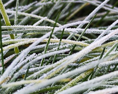 Як вберегти врожай від весняних заморозків прості та дієві методи захисту Читайте на Ukr Net