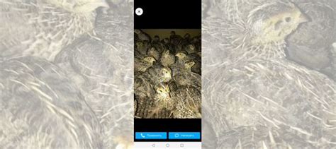 Перепел купить в Коломне Животные и зоотовары Авито