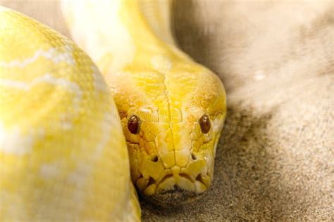 Gold Reticulated Python Or Boa In Nature Stock Image Image Of National Color 92518499
