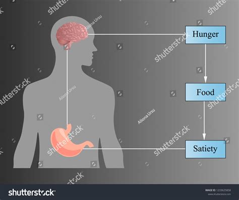 Digestive System Vector Stock Vector Royalty Free 1233625858 Shutterstock