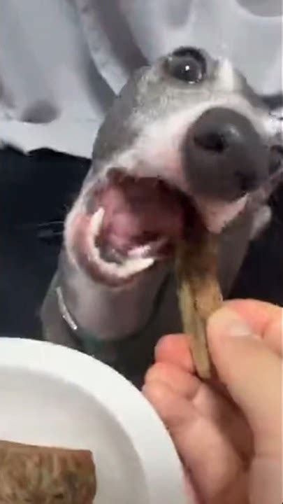 킹율 먹방 강아지 1탄 Youtube