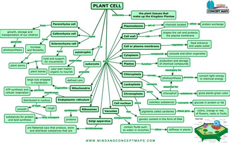 Concept Map Of The Cell Types Parts Functions Download Mind And