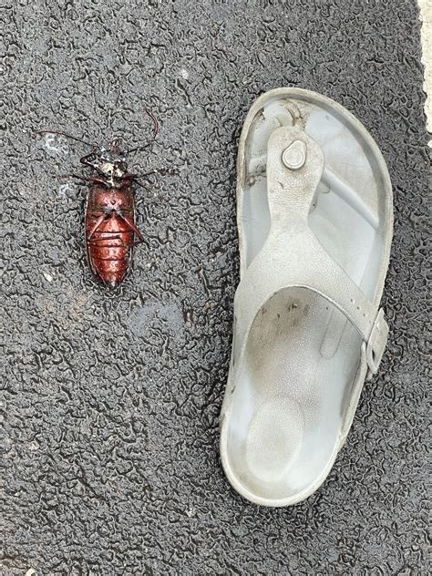 This Tree Cockroach R Absoluteunits