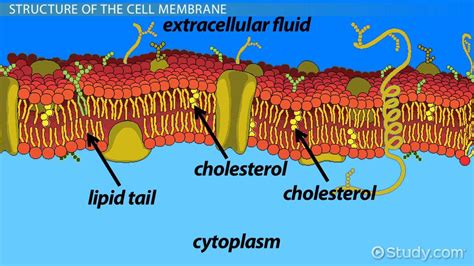 Cholesterol Molecule In Cell Membrane