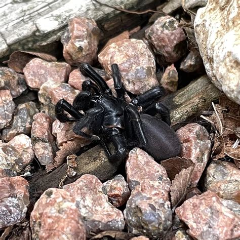 what type of spider is this used spoiler for spider sensitive folks