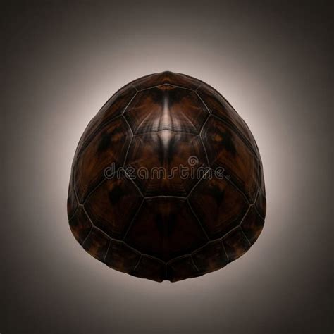 Emphasizes The Curvature And Depth Of The Shell Showcasing Its Natural