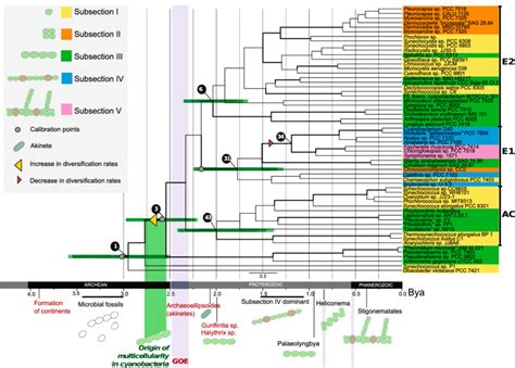 Time Calibrated Phylogeny Of Cyanobacteria Displaying Divergence Time