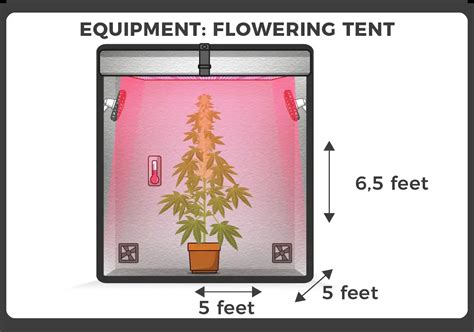 Perpetual Harvest: How to Maintain and Grow Unlimited Weed!