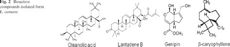 Bioactive Compounds Isolated Form L Camara Download Scientific Diagram