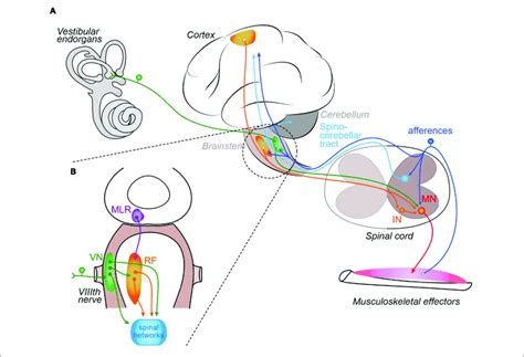 Schematic Organization Of The Control Of Posture And Locomotion In