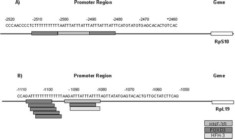 Two Different Patterns Of Fox Tf Motif Clustering Were Found In The
