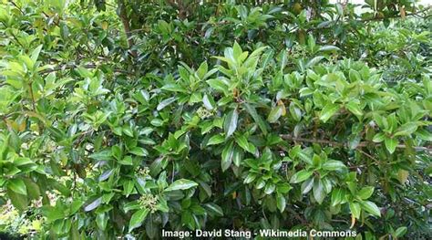 17 Florida Hedge Plants With Pictures Identification Guide