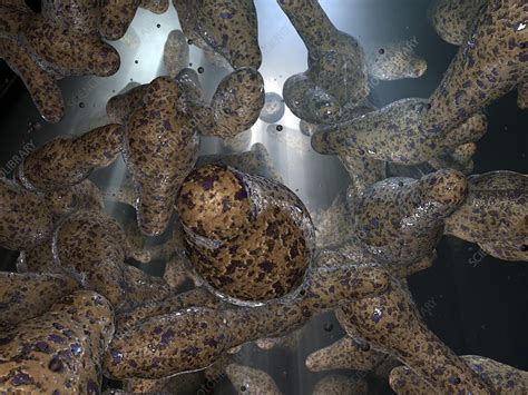 Clostridium Bacteria Artwork Stock Image C022 5951 Science Photo Library