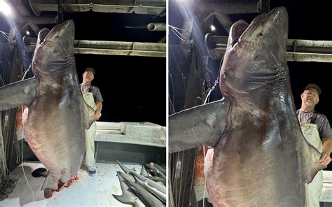 Worlds Largest Bull Shark This Giant Bull Shark Would Have Obliterated
