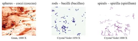 Unit 6 Lab Quiz Flashcards Quizlet