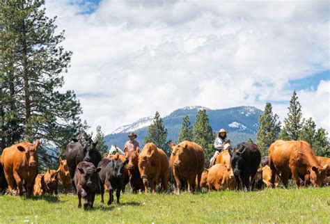 Top 5 North American Ranches Luxury Holidays And Concierge Travel